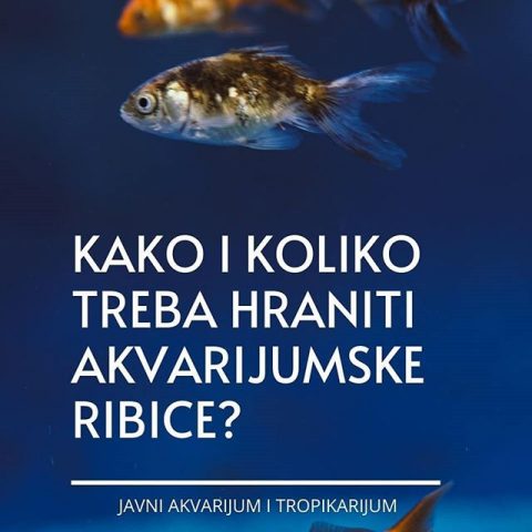 Aktuelnosti | Javni Akvarijum i Tropikarijum Beograd